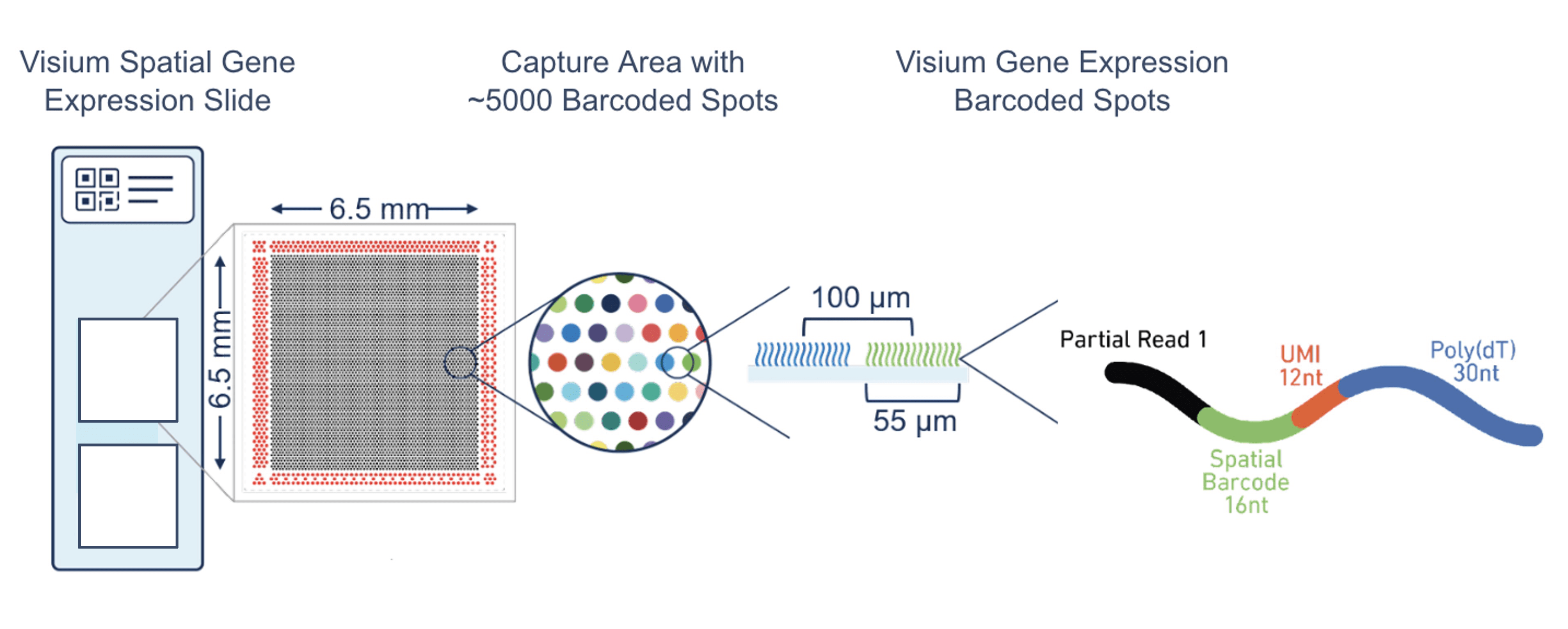 Spatial Transcriptomics AcelaBio Spatial Transcriptomics AcelaBio